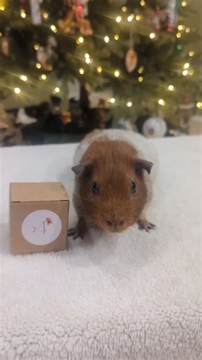 This treat from @thebinkery advent calendar had a gingerbread sticker and so our sweet Clarabelle opened it! Her coloring reminds me of cinnamon sugar or gingerbread and icing. She is my sweet and spicy baby girl! She was a big fan of the cookies and quite upset when I took them away 🤣 I cut them into pieces so all 5 piggies could share in the joy and they disappeared instantly! A big hit with my crew. | figgypiggyprincesses