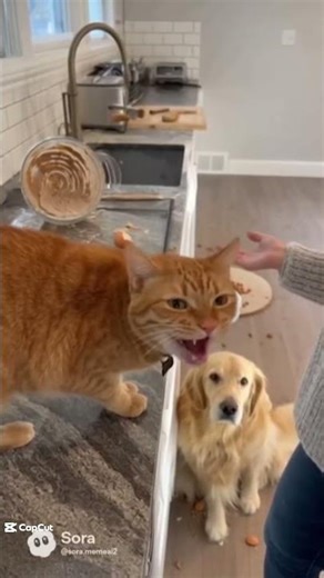 When Your Cat Finds the Butter