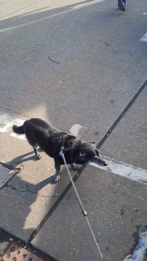 2.5K views · 82 reactions | Dziś sobota . Mam czas . Chciałam tylko do parku. I ani Lidla ani Tesco. No I co? Sprobuj nie isć na zakupy . Ryjek. Właśnie mija 8 lat od jego adopcji... | Magda Eder-Król | Facebook