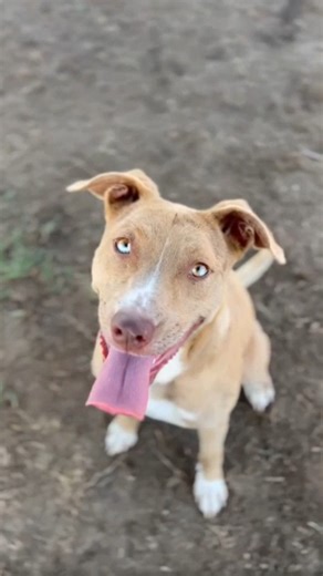 CLEO (1203598) Female, 1 year old, Stuck in the shelter since June 3rd Cleo is beautiful, silly, playful, and dog friendly! She has a lot of energy and is very much puppy like. She was always on the go! She is however excellent on the leash! If you've got a dog that could use a friend to play with, Cleo might be the perfect pet for you and your pooch! Come meet her! ADOPT - 3951 Fruitvale Avenue / Mon-Sat 10a-4p, Wed 2p-7p FOSTER - dogfoster@kerncounty.com / 661-868-7130 RESCUE - rescue@kerncoun