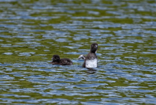 Loon cam offers rare look at hatching and growth of chicks at Chik-Wauk Museum and Nature Center | WTIP