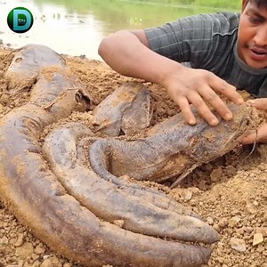 22K views · 66 reactions | Top newest ways to catch big fish on land that you should check out #fishing #fish #bigfish #fishing | Awesome Fishing | Facebook