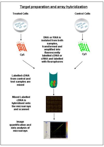 dna microarray introduction definition principle dete