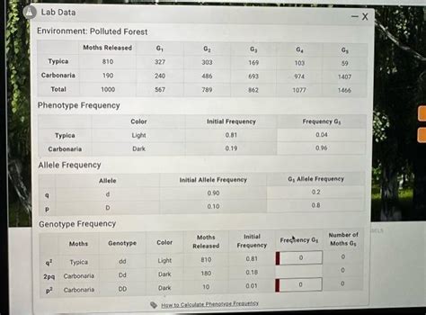 Calculate Genotype Frequencies And Number Of Moths In Chegg