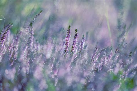 Erika Kanerva Kukka Kukinta Pinkki Ericaceae Kasvi Nummet Luonnonsuojelualue Luonto