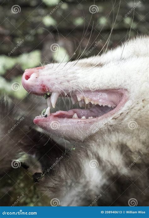 Possum Teeth