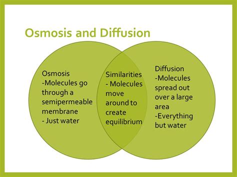 Diffusion And Osmosis Venn Diagram