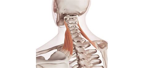 Muscoli Della Schiena Anatomia Nomi E Funzioni Project Invictus
