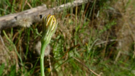 Dandelion Woes 4 Hairy Bracts And Hairless Stem Bud Flickr