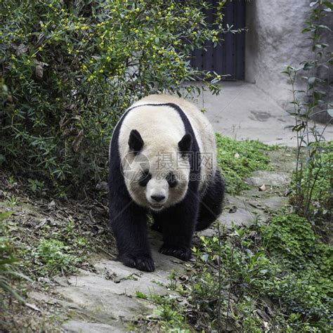 成都大熊猫研究基地高清图片下载 正版图片507413127 摄图网