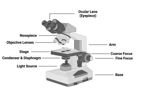 Labelled Diagram Of Microscope