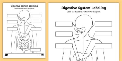 Label The Digestive System Activity For 3rd 5th Grade