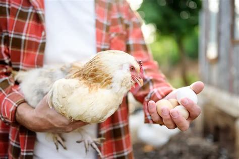 Complete Guide To Chicken Genders And Sexing Chicks