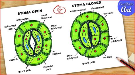 Stomata Diagram Drawing CBSE Open And Closed Stoma Labelled Diagram
