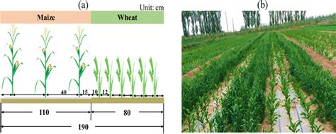 information of a the spatial arrangement of wheat maize intercropping download scientific