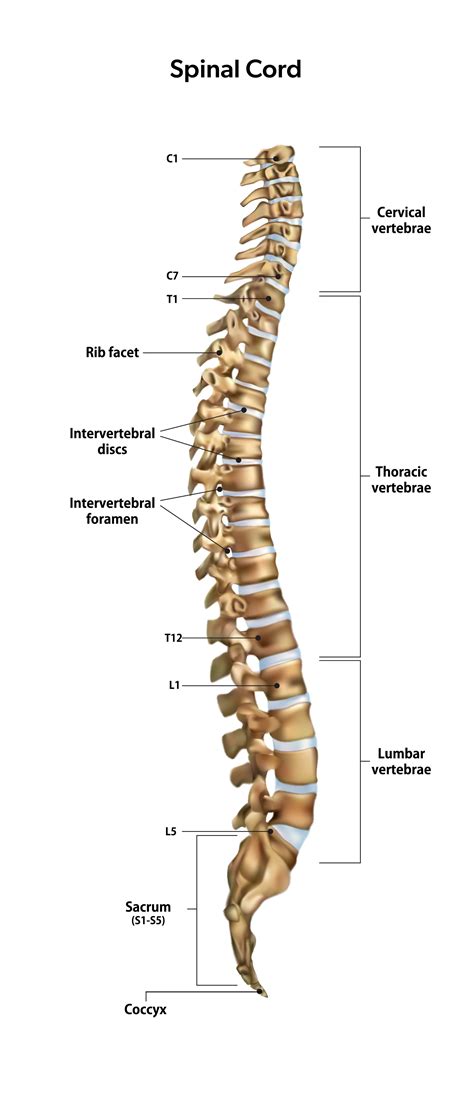 Functions Of The Spinal Cord