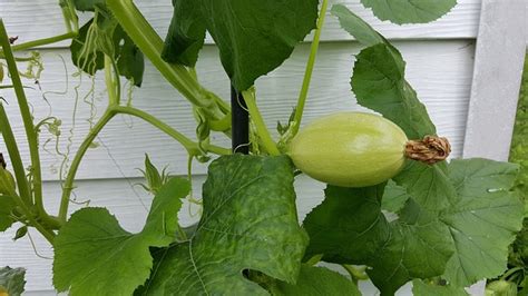Squash Leaves White Spots 3 Causes Solutions And Best Growing Tips