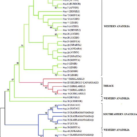 bayesian markov chain monte carlo mcmc tree from concatenated download scientific diagram