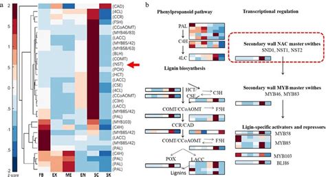 Tissue Specific Expression Analysis Of Lignin Biosynthesis And