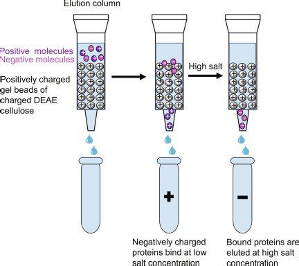 Everything You Need To Know About Ion Exchange Chromatography