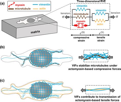 Mechanical Crosstalk Between Cytoskeletal Components A The Cell Model