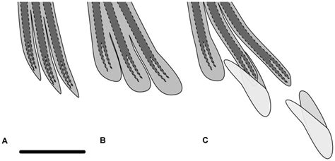 A The Structure Of Anal Fin Rays In An Immature Male Or Female B Download Scientific