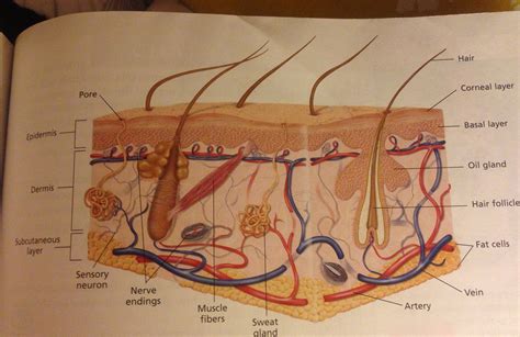 Integumentary System Diagram To Label