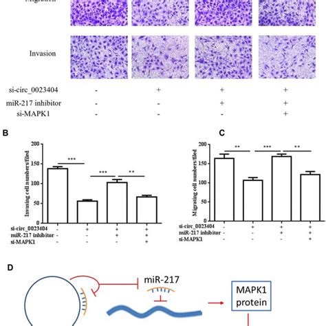 Circ 0023404 Promotes Migration And Invasion Of Endometrial Cancers