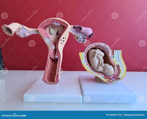 Female Development Anatomy