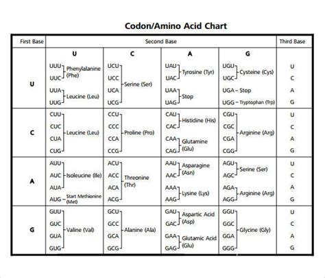 Codon Chart For Amino Acids