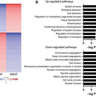 Transcriptome Analysis Reveals Distinct Gene Expression In WSVF A