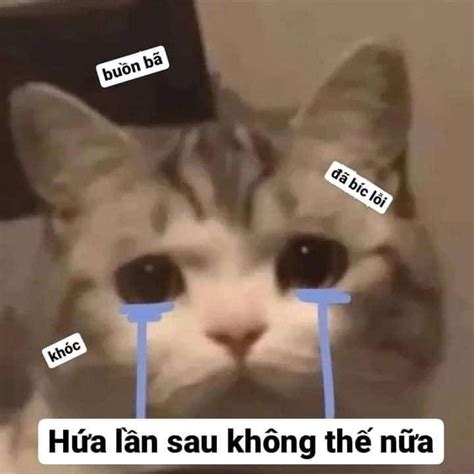 Meme Xin Lỗi Người Yêu Meme Mèo Xin Lỗi Được Chưa Siêu Cute