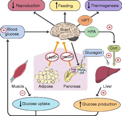 The Role Of Leptin In Diabetes Metabolic Effects SpringerLink