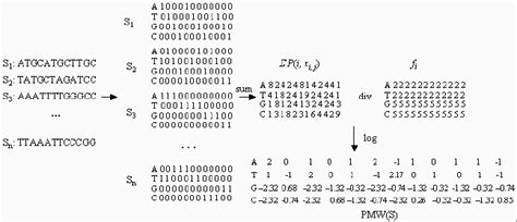 an example of how to compute a position weight matrix download scientific diagram