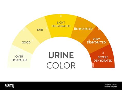 Urine Color Chart Pee Hydration And Dehydration Test Strip Vector