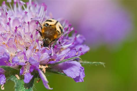刷甲虫 甲虫 开花 Pixabay上的免费照片 Pixabay