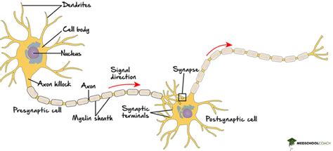 Neuron Structure MCAT Biology MedSchoolCoach
