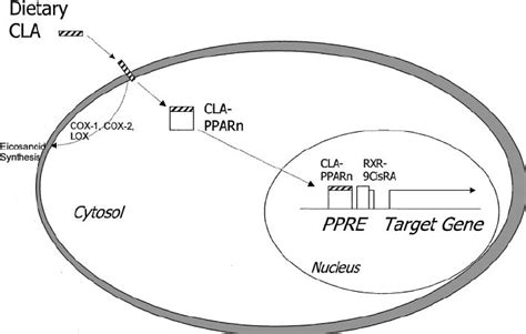 Schematic Diagram Of Putative Cellular And Molecular Mechanisms Of CLA