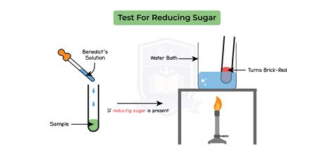 IGED BIO TOPIC 5 004 Test For Reducing Sugar Studia Academy Resources