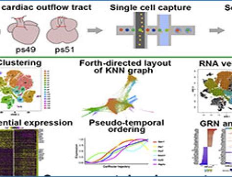 How To Choose Normalization Methods Tpm Rpkm Fpkm For Mrna Expression