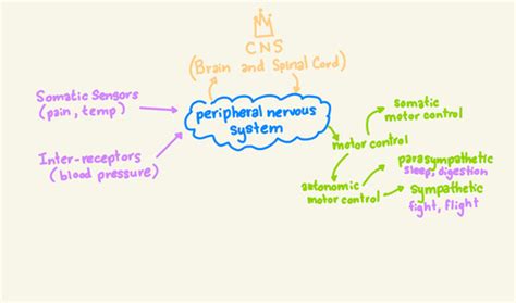 Autonomic Nervous System Lecture Seven Flashcards Quizlet