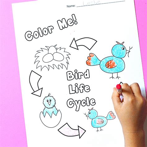 Life Cycle Of A Bird Free Printable