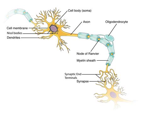 Components Of A Neuron Diagram Neuron Diagram Neurons Nerv
