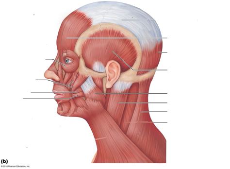 Head Muscle Labeling Diagram Quizlet