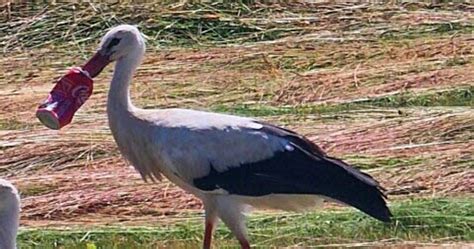 Une Cigogne Est Piégée Par Une Canette De Soda La Lpo Interpelle Coca Cola