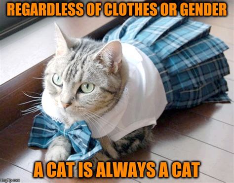 Regardless Of Clothes Or Gender A Cat Is Always A Cat Imgflip