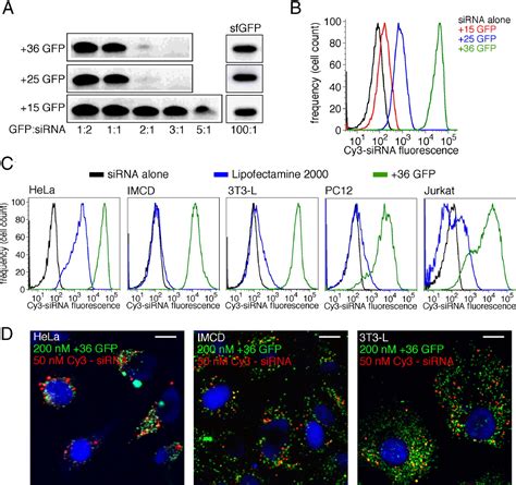 Mammalian Cell Penetration SiRNA Transfection And DNA Transfection By