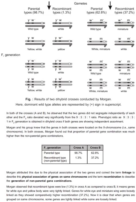 Linkage And Recombination Of Drosophila Explanation Of The Diagram