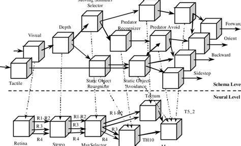 toad s prey predator visuomotor coordination model architecture with download scientific