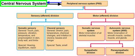 Peripheral Nervous System Parts Divisions Peripheral Nervous System